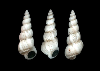 梯螺总科 Epitonioidea 蓝色动物学（中国动物学科普）